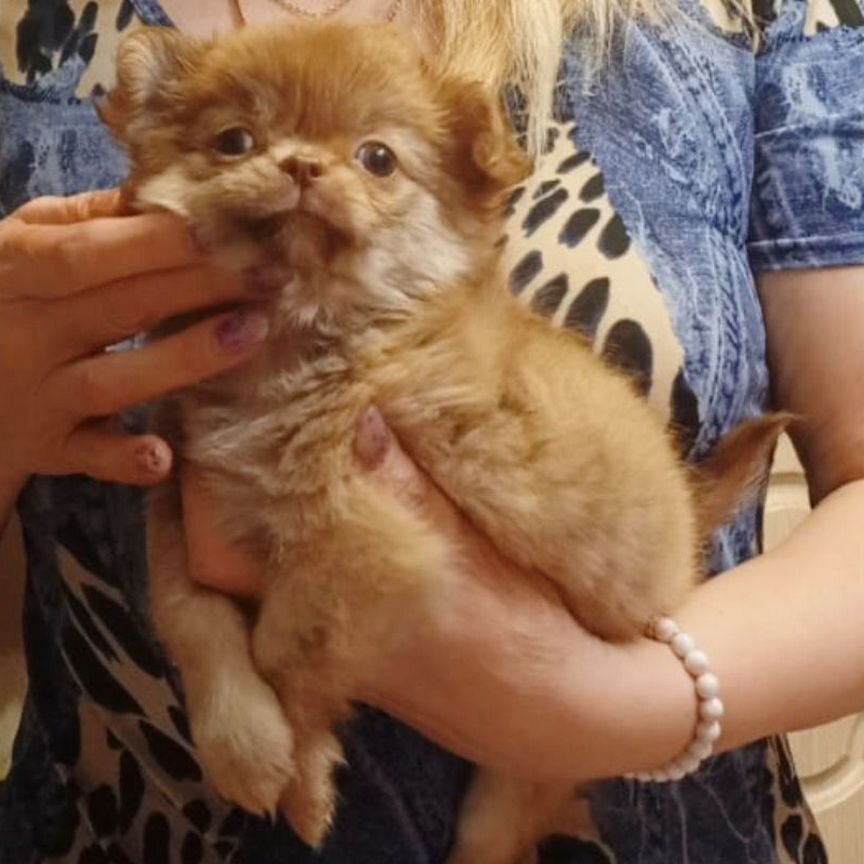 Чихуахуа рыже тигровая