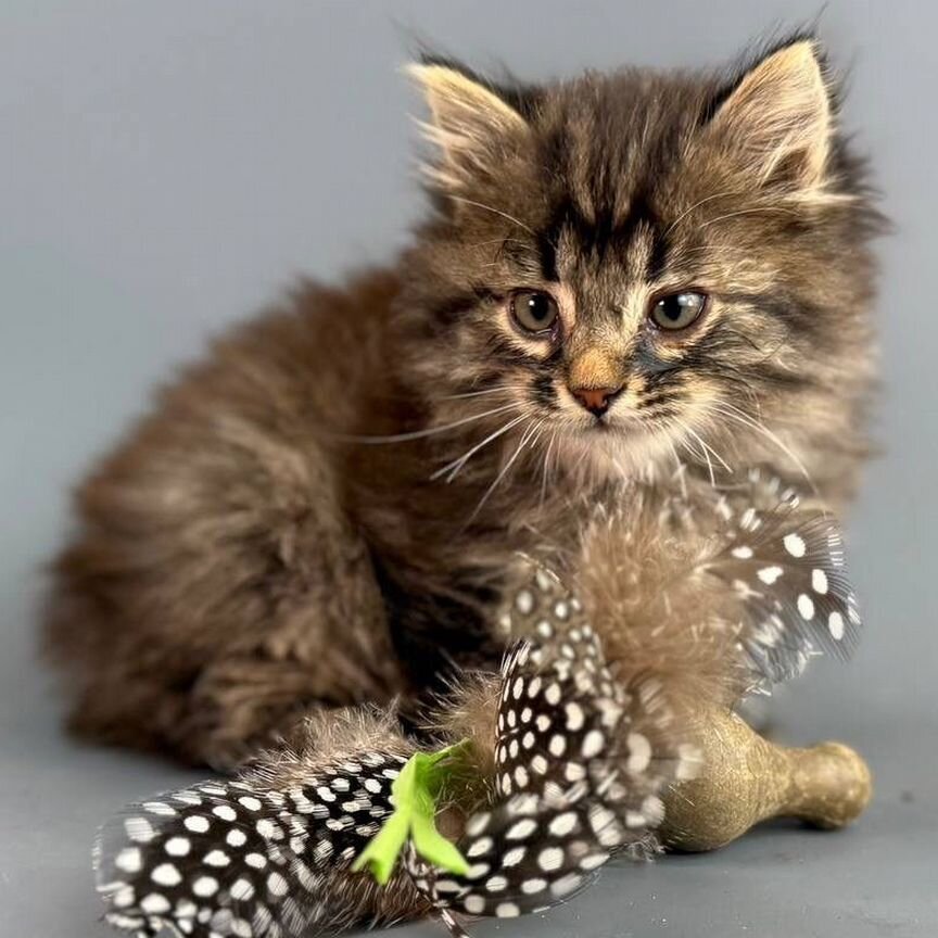 Сибирский котёнок