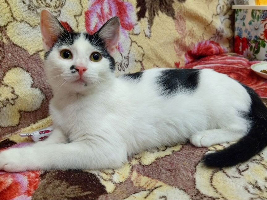 Мальчишка ищет дом