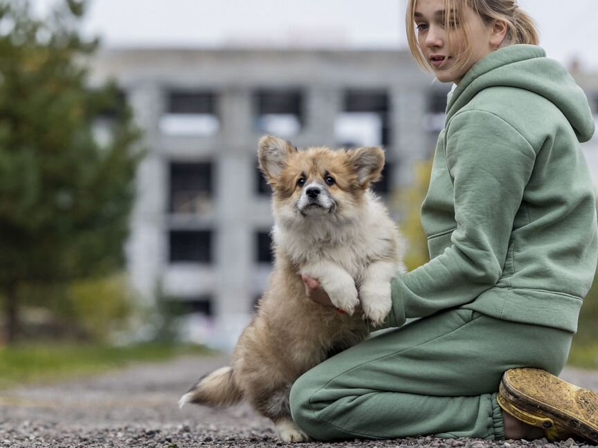 Девочка флаффи вельш корги пемброк
