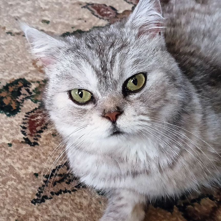 Кот в добрые руки