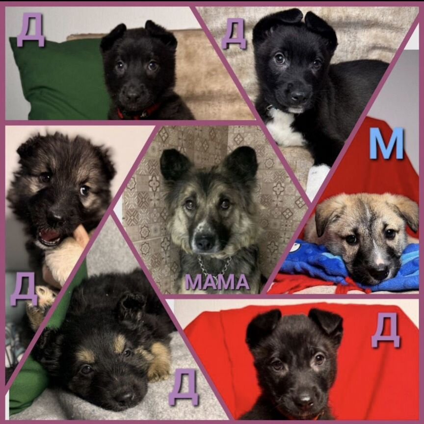 Прелестные умные щенки