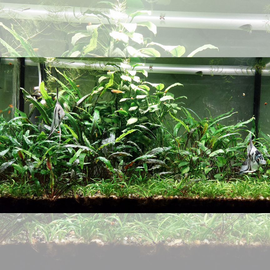 Криптокорина