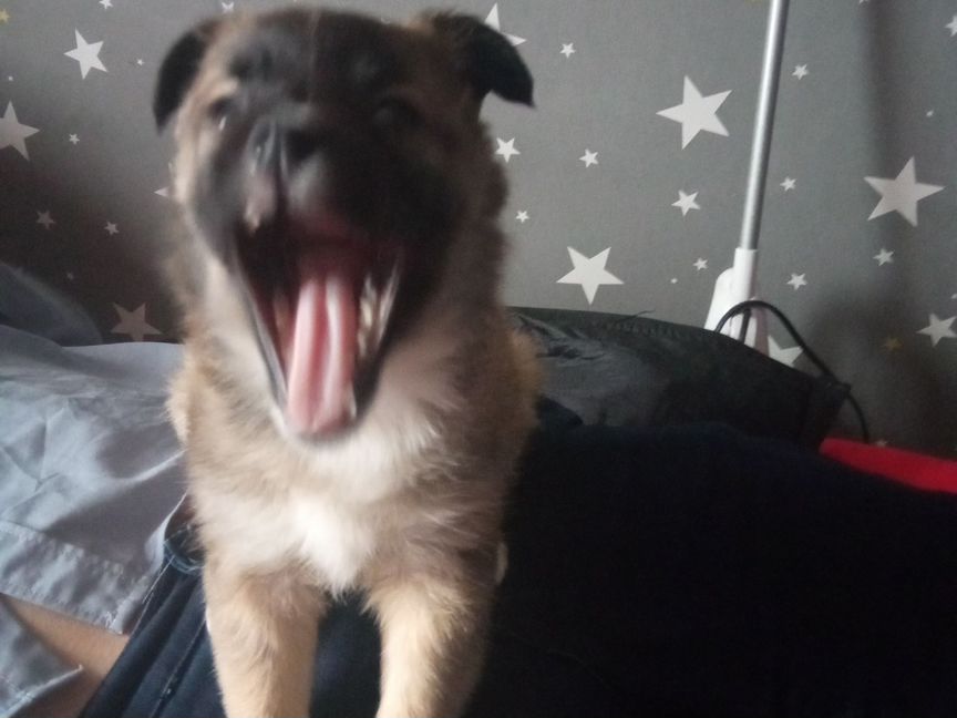 Маленькая собака