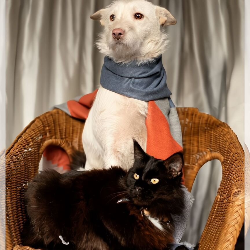 Взрослая собака в добрые руки