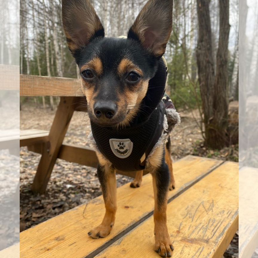 Русский той-терьер вязка