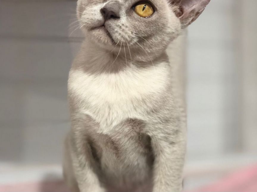 Лиловый мальчик Европейской Бурмы