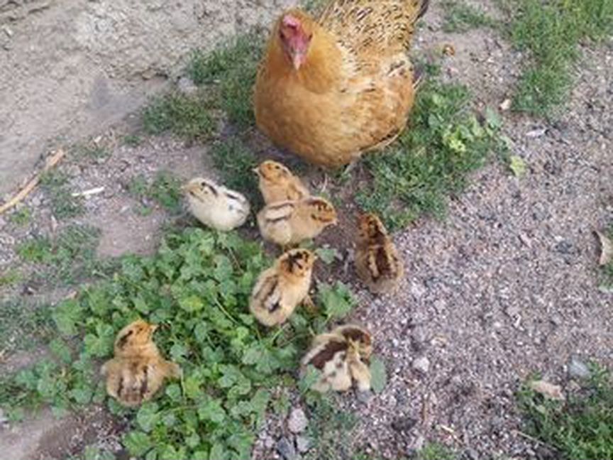 Продам курицу бентамки с цыплятами