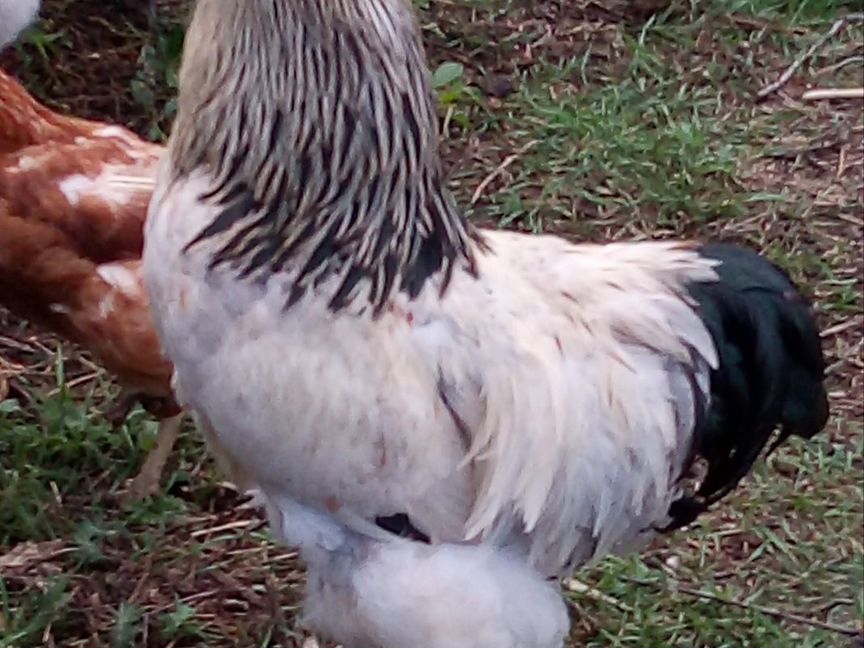 Продам пeтуха порода "Конхенхин"