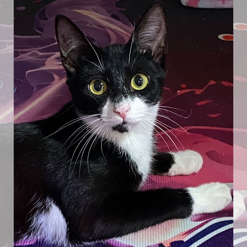 Котёнок в добрые руки