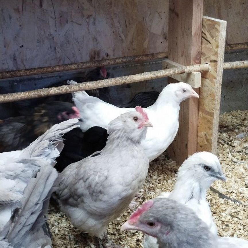 Петушки красавцы с геном цв.яйца