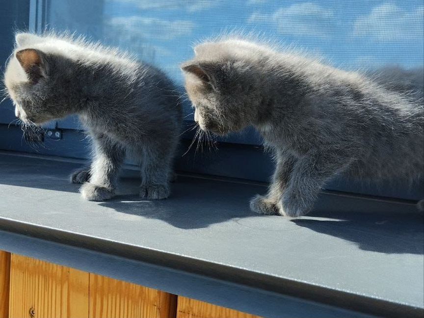 Кошки в добрые руки бесплатно