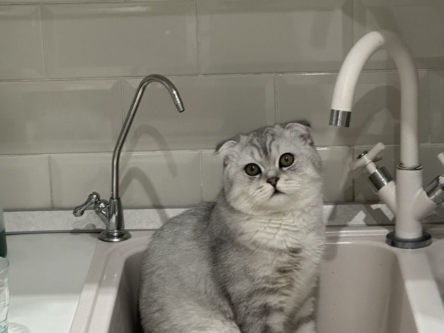 Шотландец вислоухий