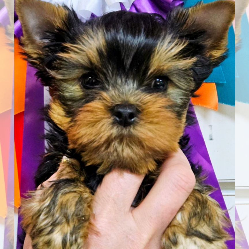 Йоркширский терьер, щенок