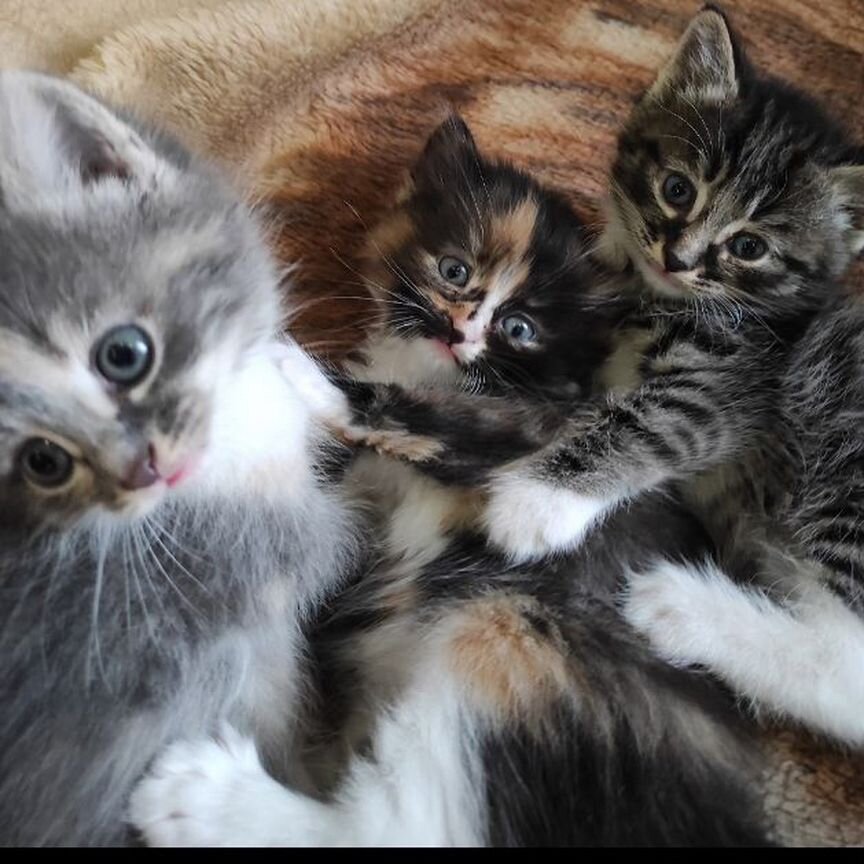 Шотландский вислоухий длинношёрстный котёнок