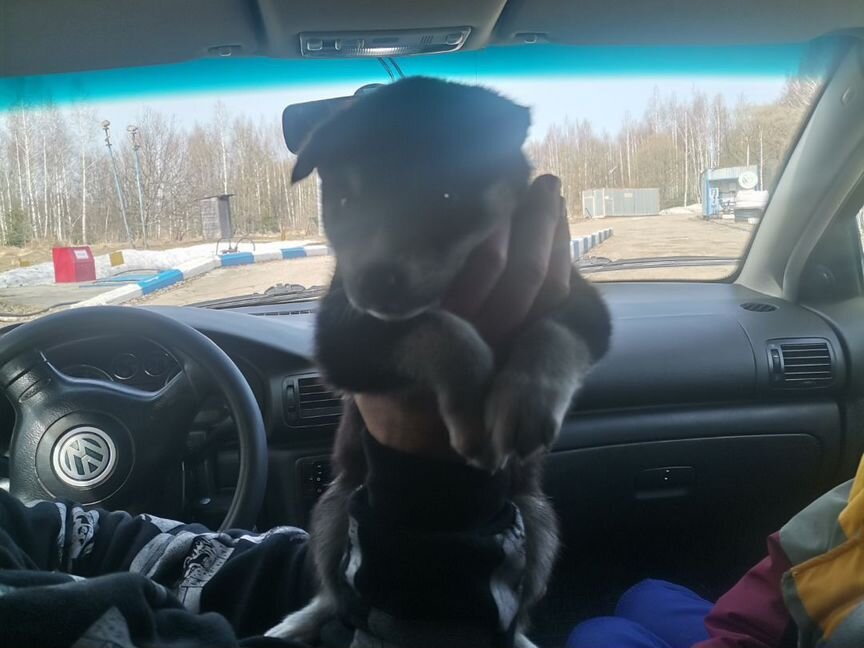 Собака в добрые руки отдам бесплатно