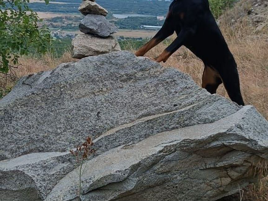 Продается доберман