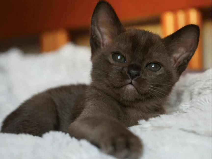 Бурманская