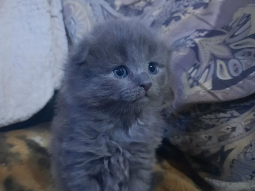 Котята