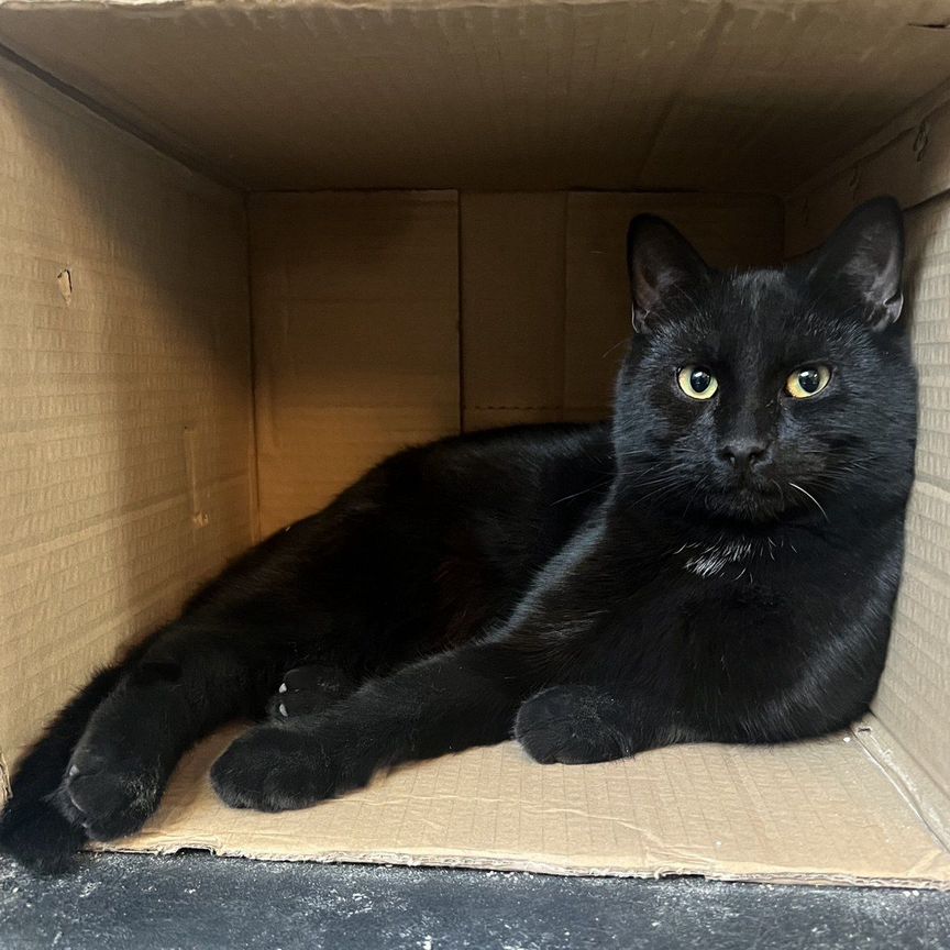 Взрослый кот в добрые руки