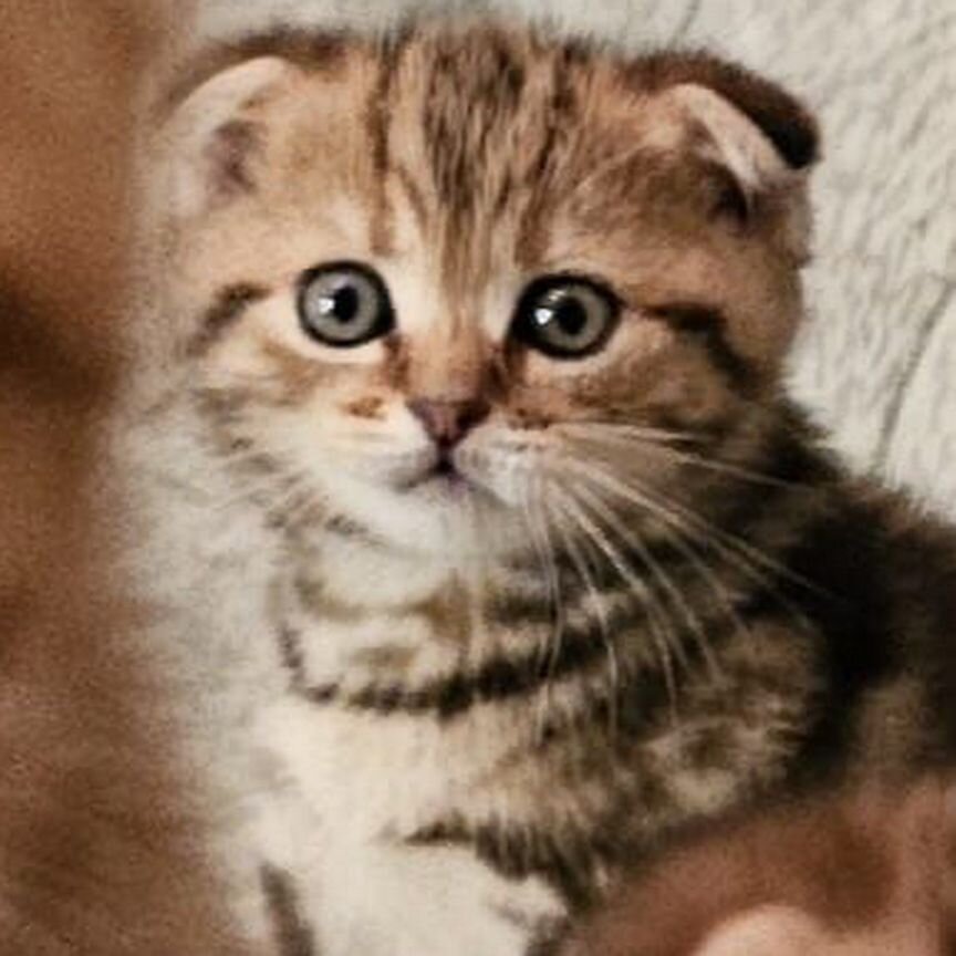 Шотландский вислоухий короткошёрстный котёнок
