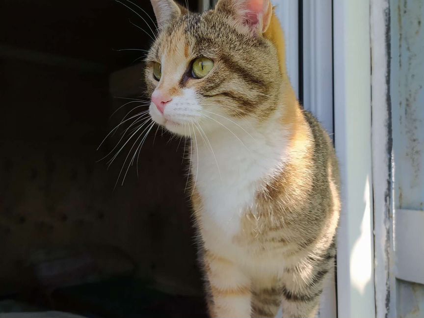 Кошечка в добрые руки