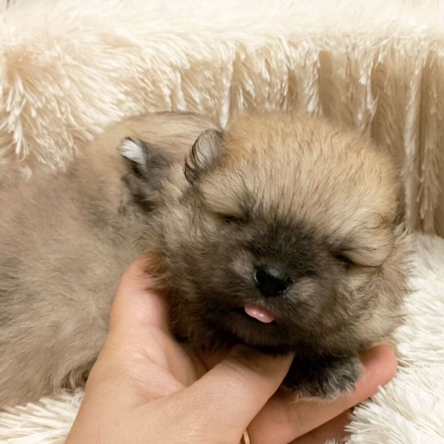 Померанский шпиц, щенок