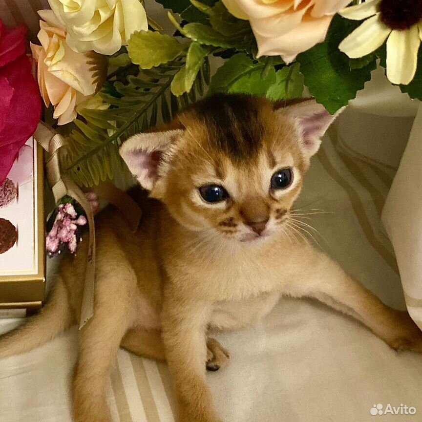 Абиссинский клубный мальчик Флэш