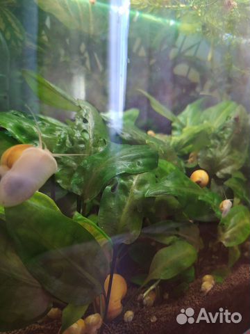 Аквариумные растения, рыбки