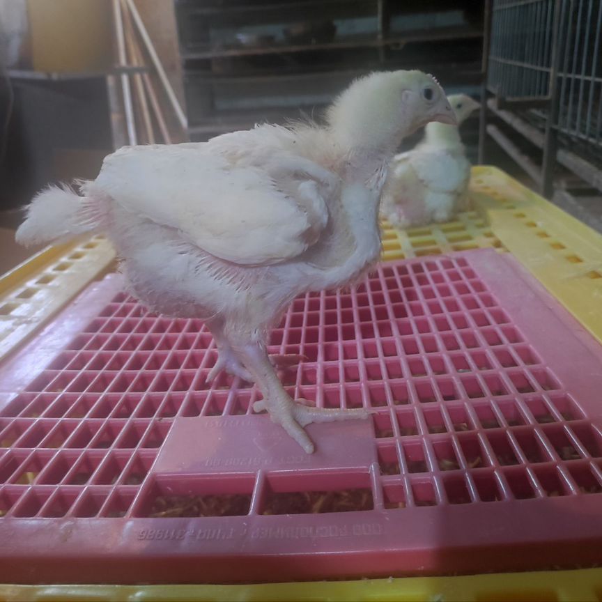 Бройлер 21 день