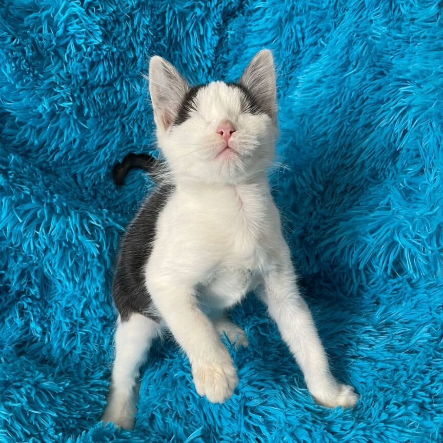 Архыз в добрые руки