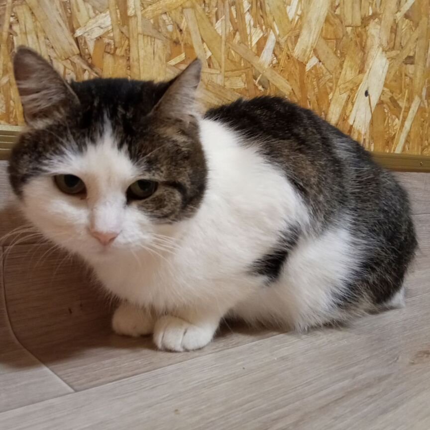 Взрослая, кошка в добрые руки