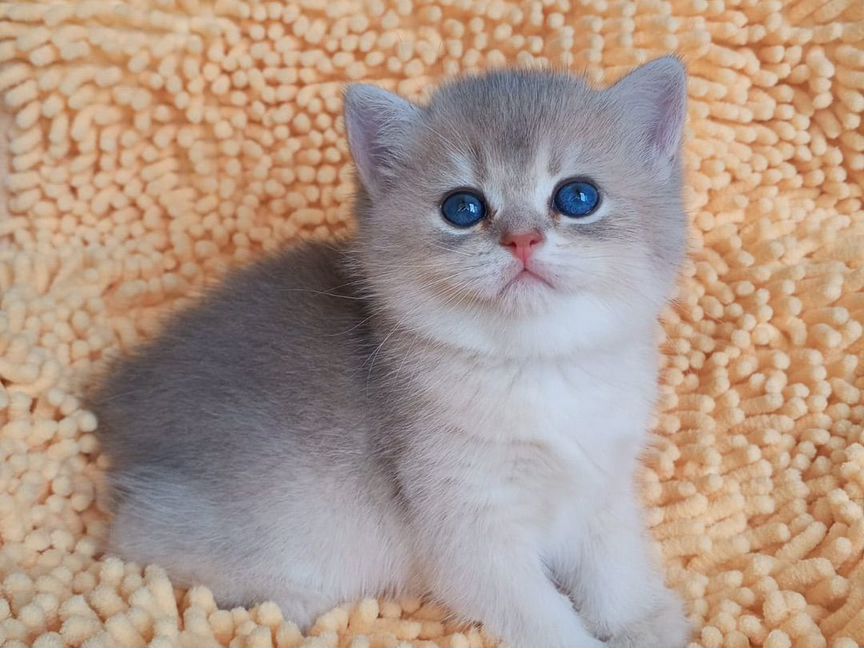 Британские росклошные котята