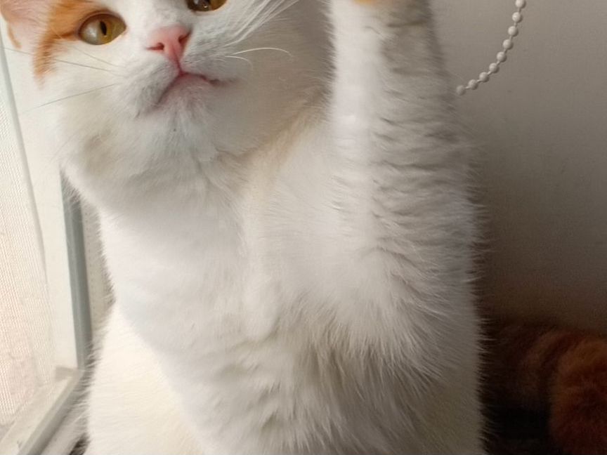 Кошечка стерилизованная