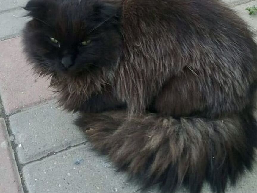 Бездомный Котик перестал кушать и похудел