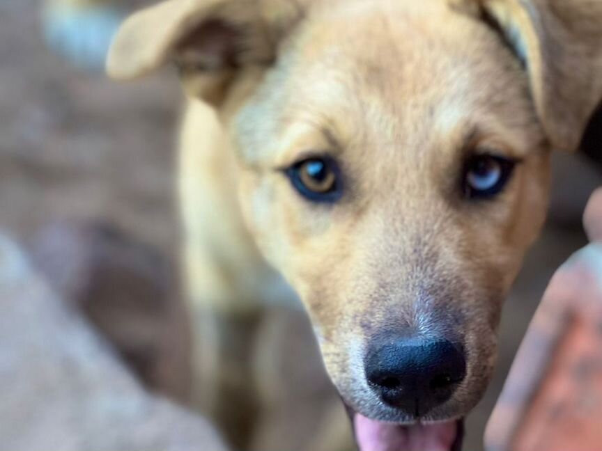 Щенки немецкой овчарки