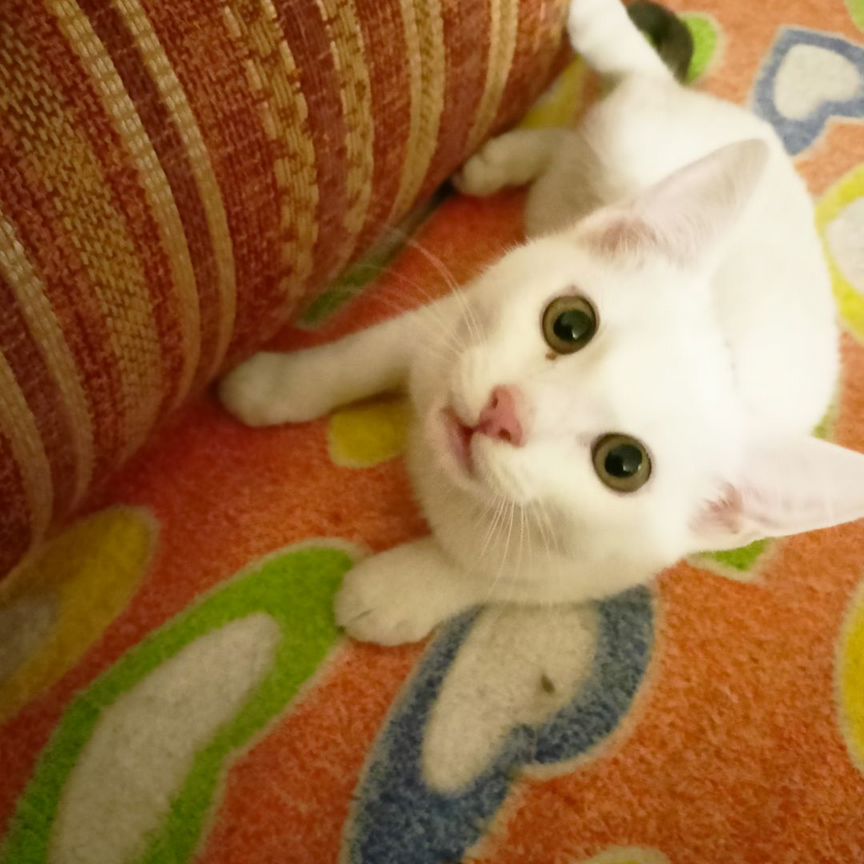 Котика передадим в любящие руки