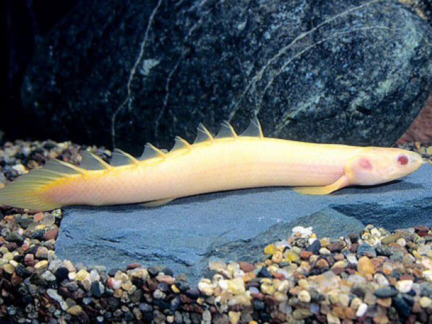 Полиптерус сенегальский альбинос