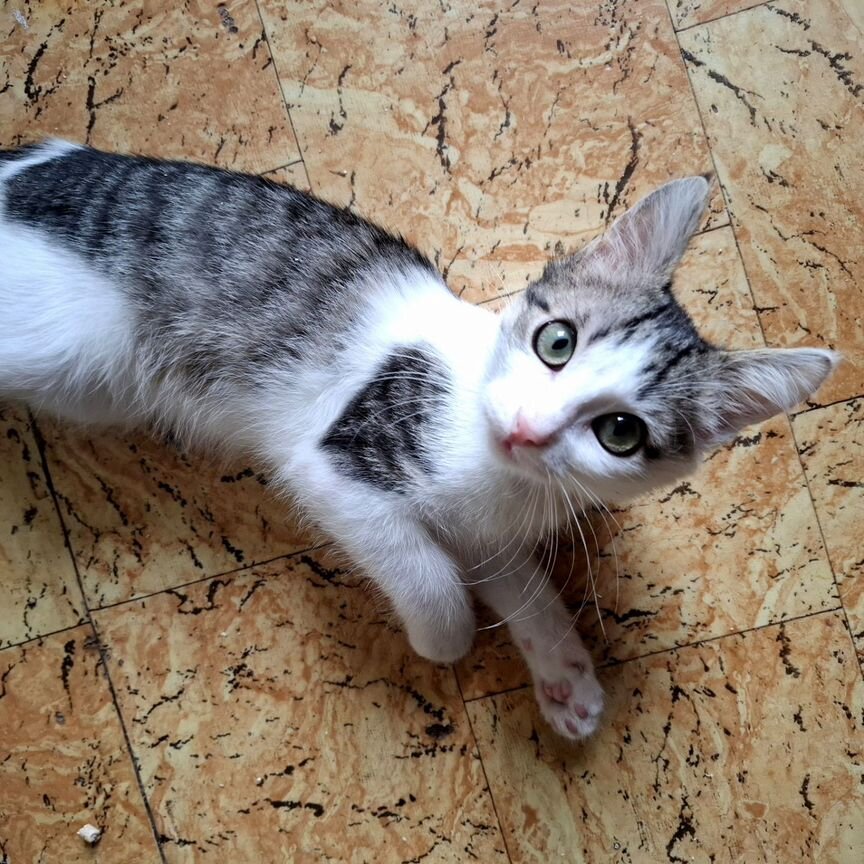 Милый котёнок в добрые руки