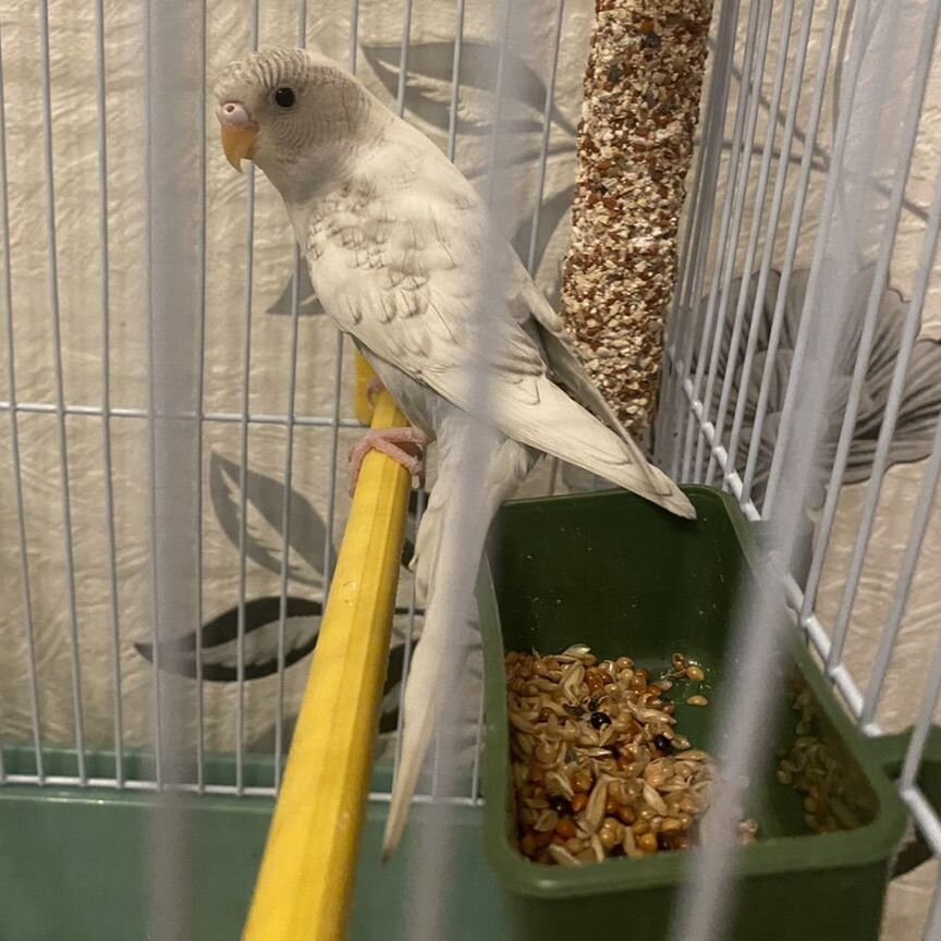 Волнистый попугай с клеткой