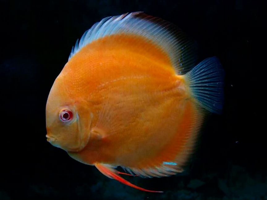 Дискус Сан Мера (Discus San Merah)