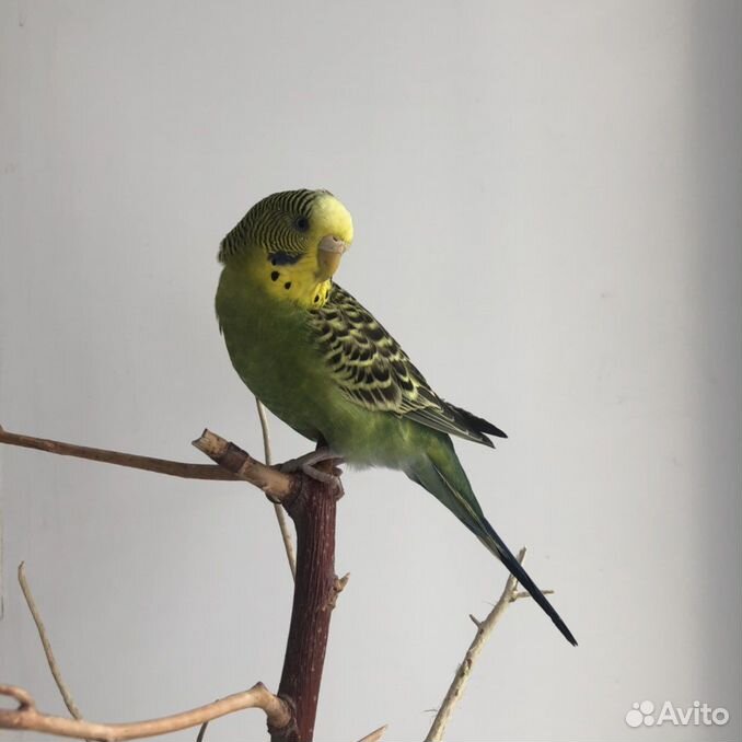 Молодой мальчик-волнистик