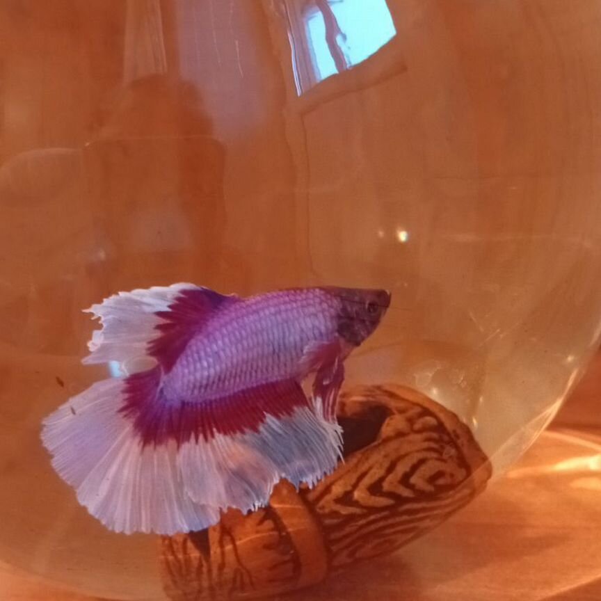 Продается рыбка петушок