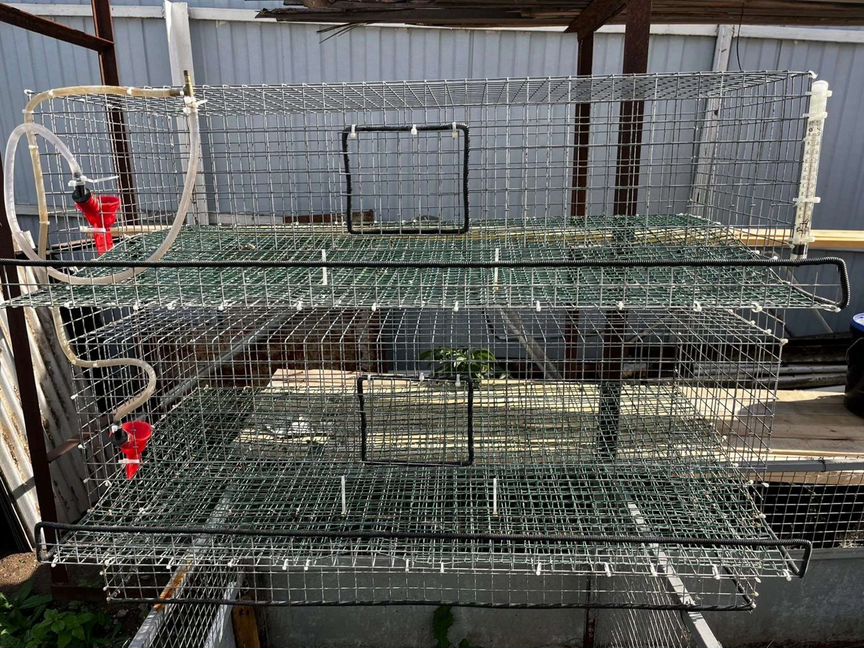 Клетки для перепелов бу