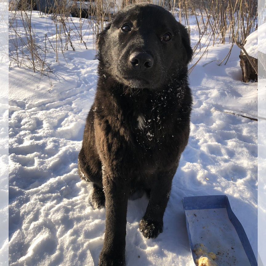 Щенок в добрые руки