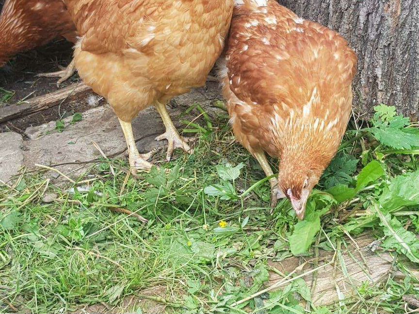 Куры молодки несушки