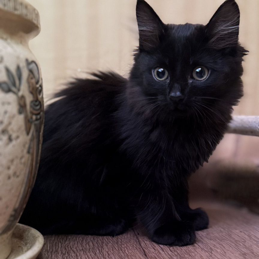 Котенок
