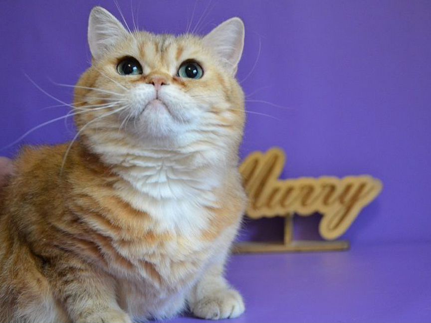 Шотландская кошка в золотой шубке