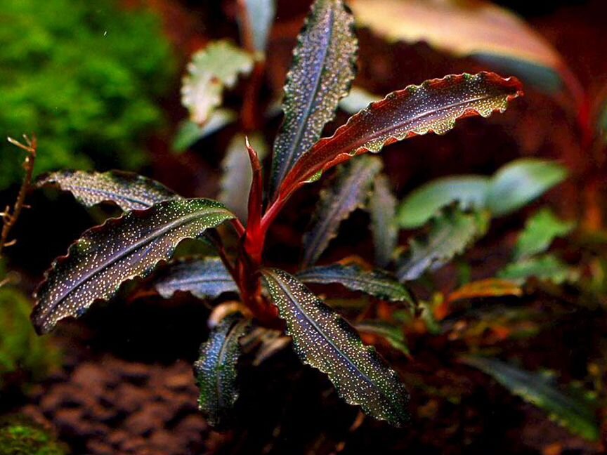 Аквариумные растения