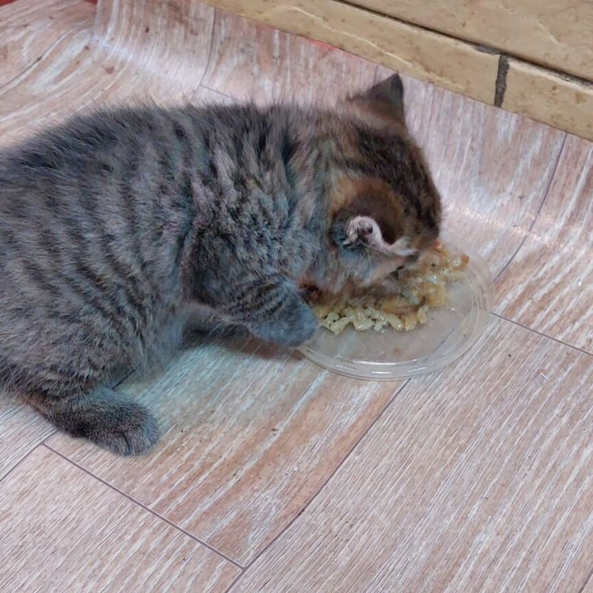 Отдам бесплатно котика